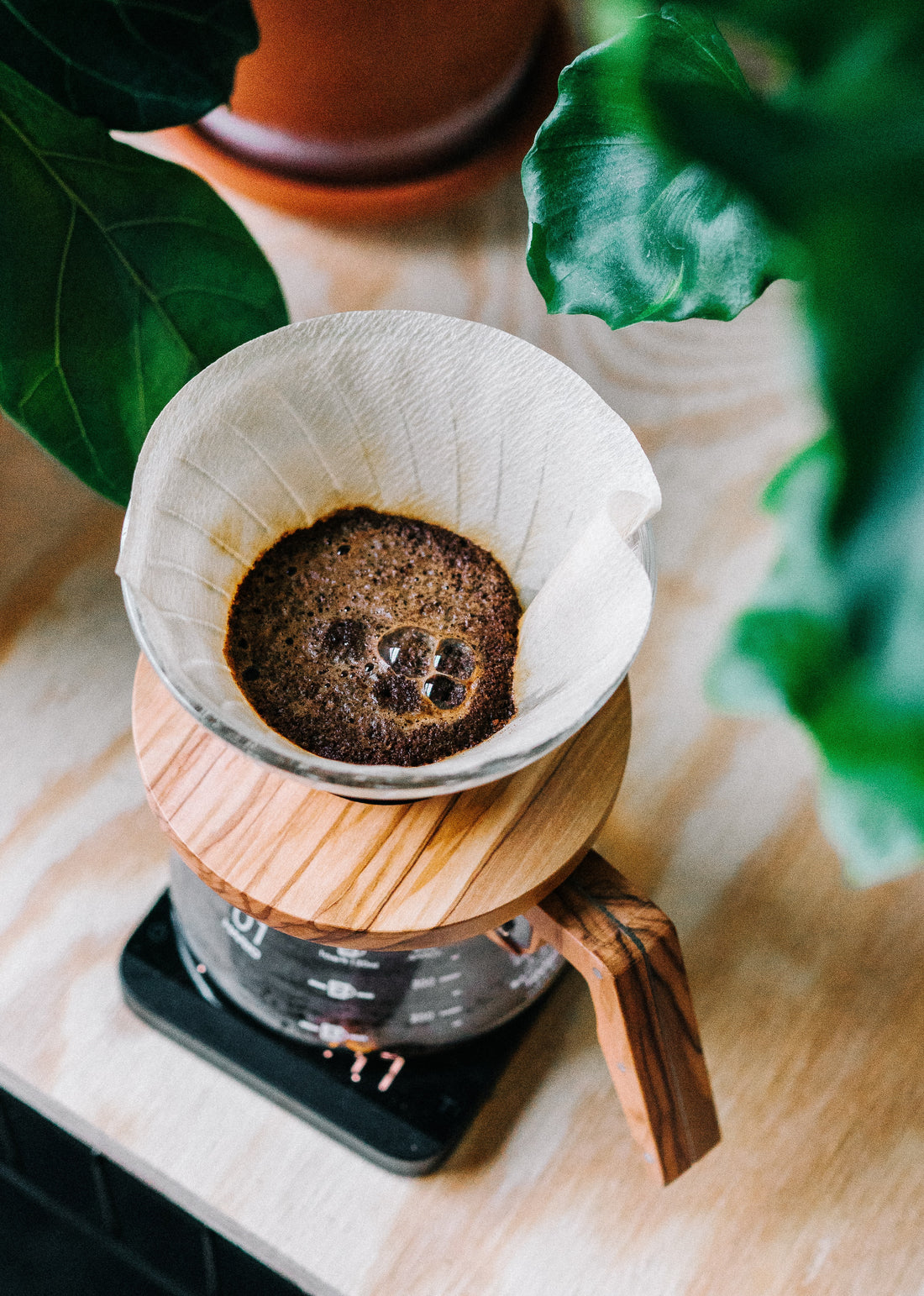 Product Line – Birdy's Daughter Blue Mountain Coffee